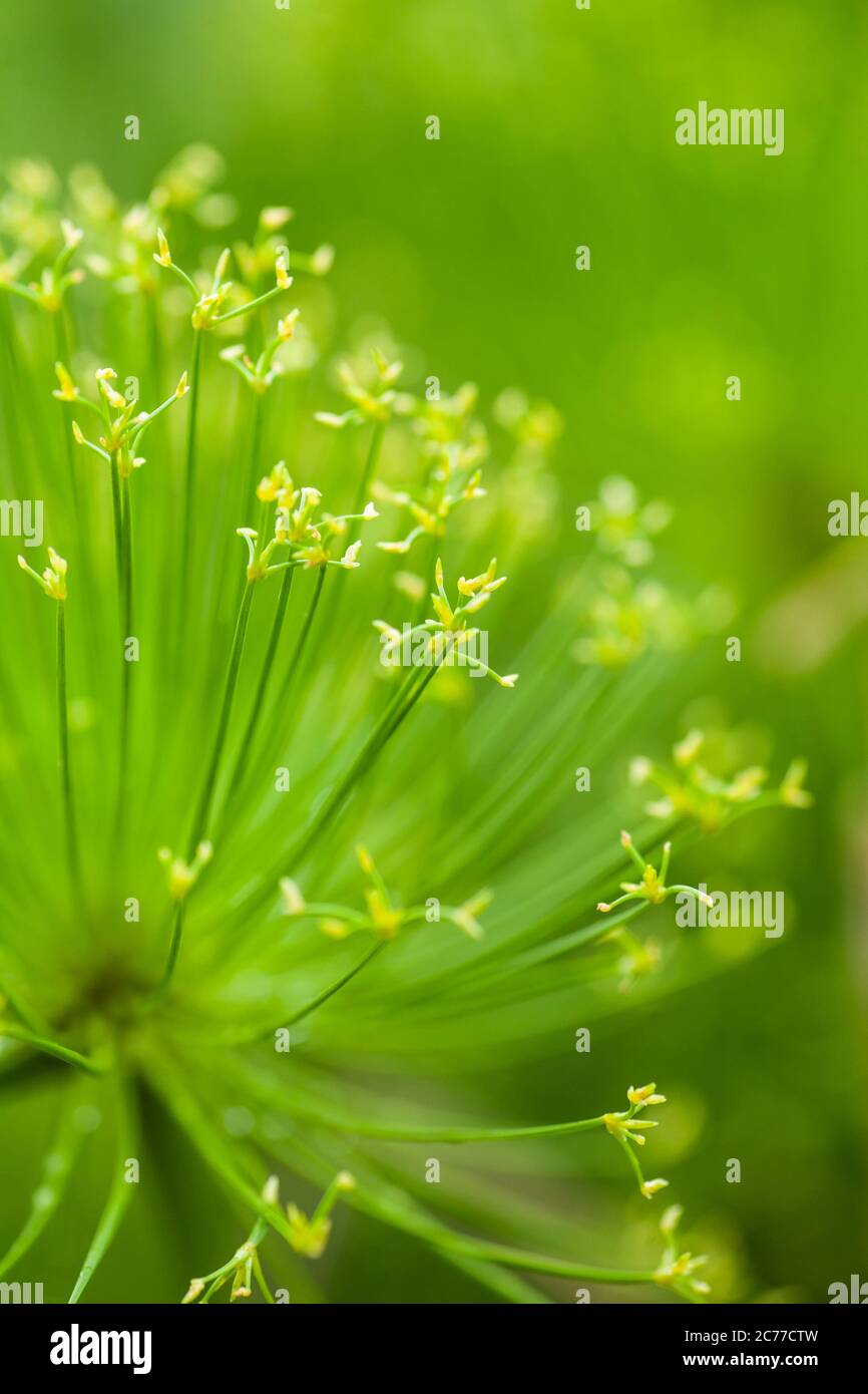 Vertical view of green plant in outdoors environment. Nature setting ...
