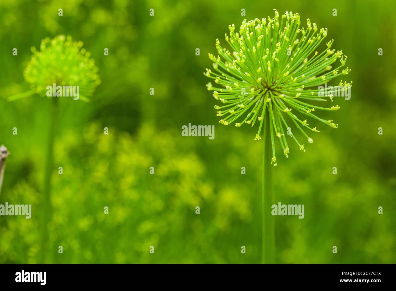 Plants outdoor hi-res stock photography and images - Alamy