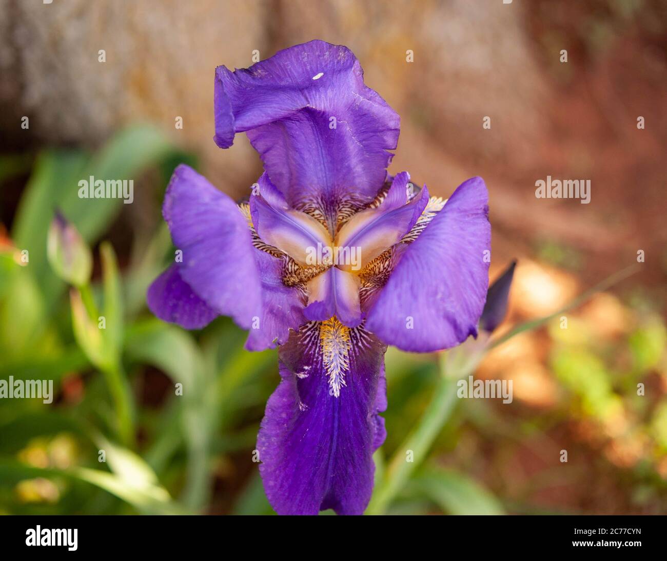 Fibrous root system hi-res stock photography and images - Alamy