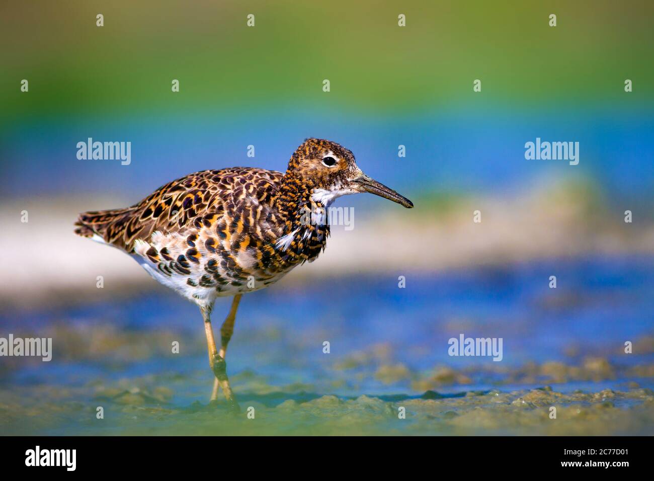 Water nature and bird. Common water bird: Ruff. Philomachus pugnax ...