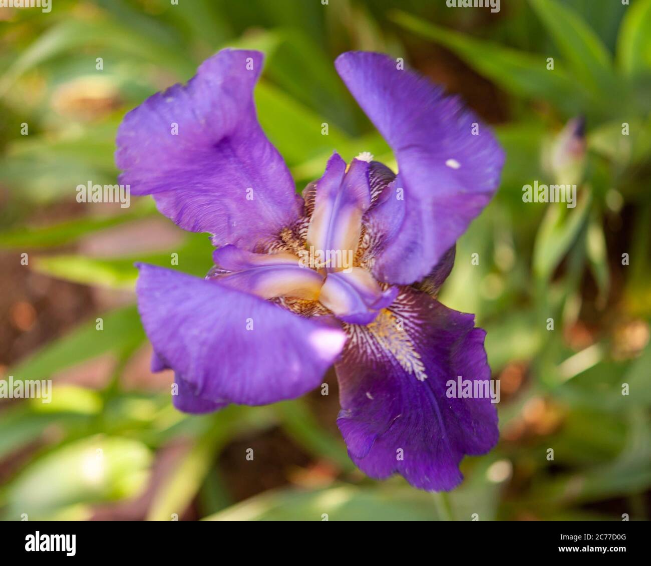 Rhizomatous root system hi-res stock photography and images - Alamy