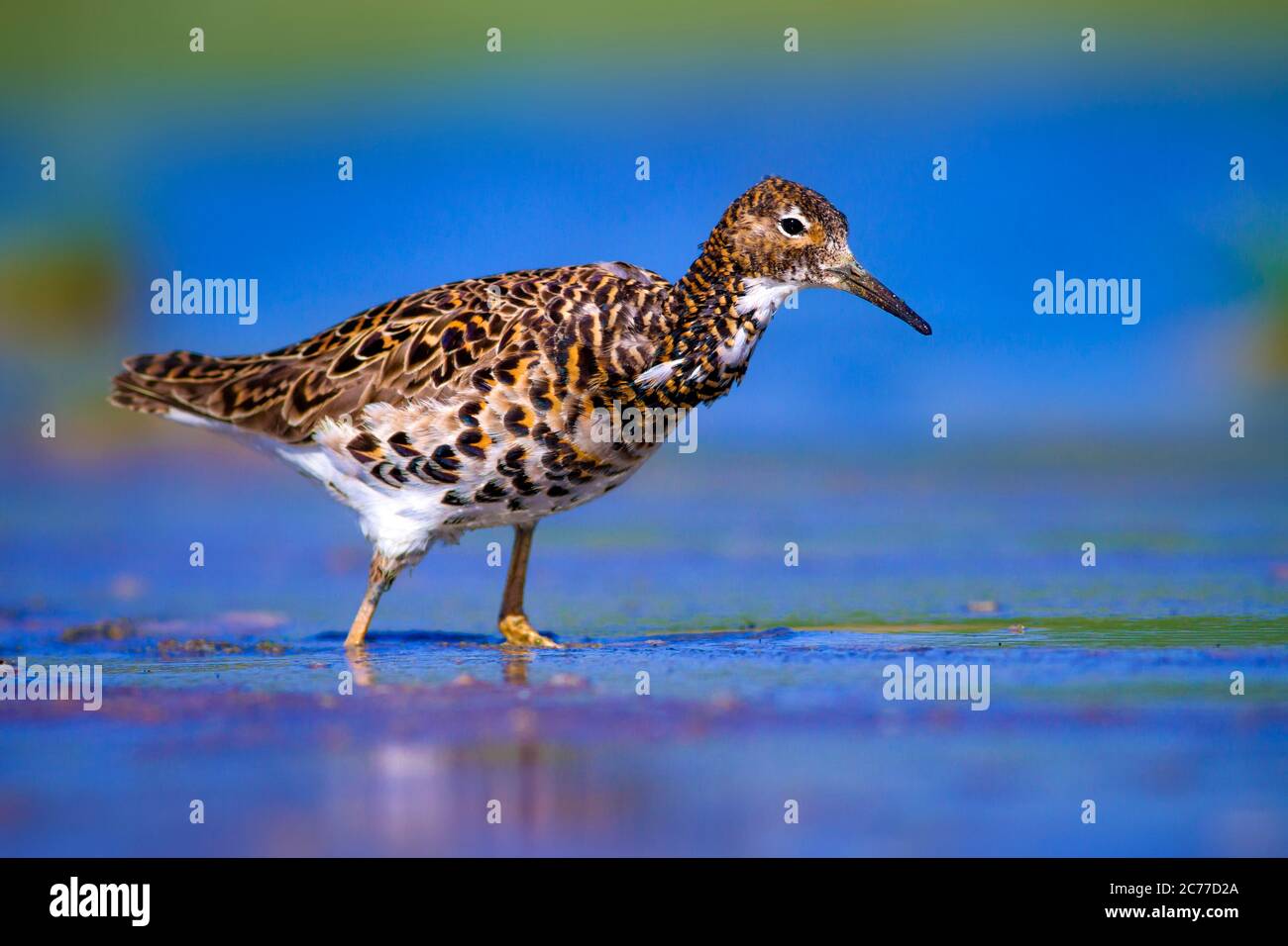 Water nature and bird. Common water bird: Ruff. Philomachus pugnax ...