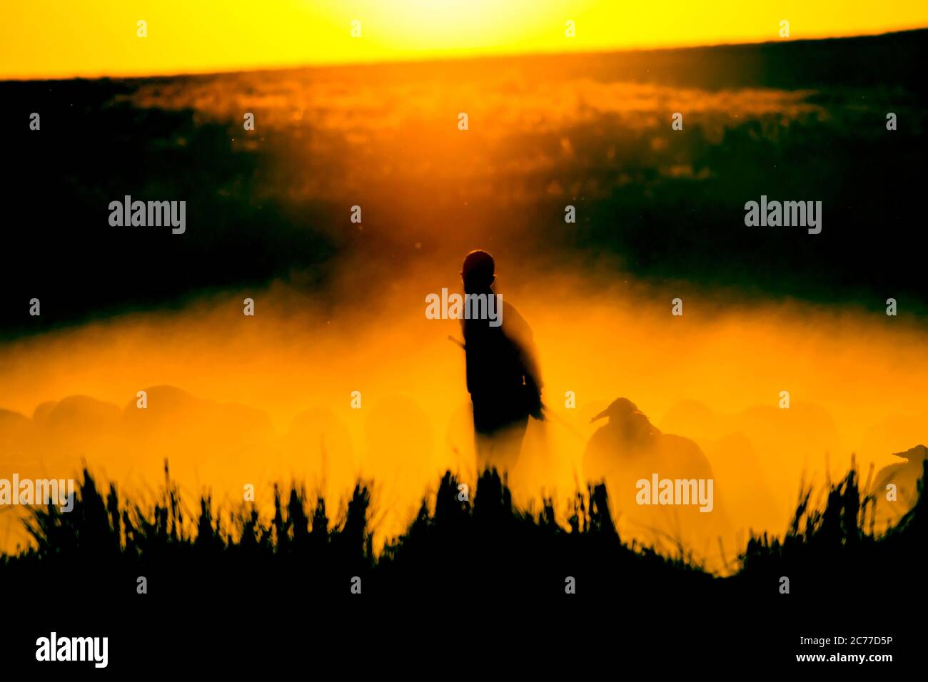 Sunset nature and shepherd. Sunset nature background. Sheeps and ...