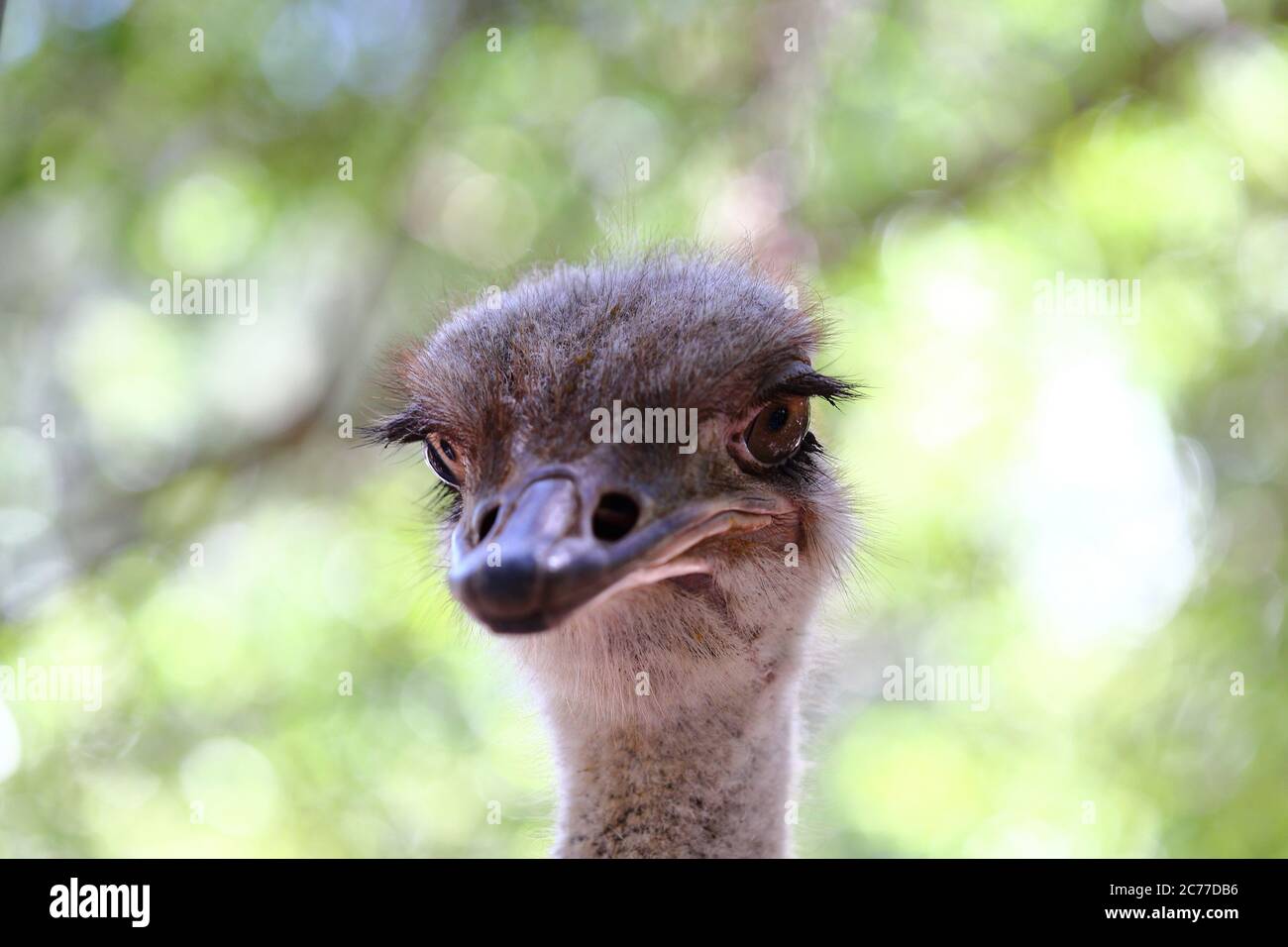 Ostrich with a grin hi-res stock photography and images - Alamy