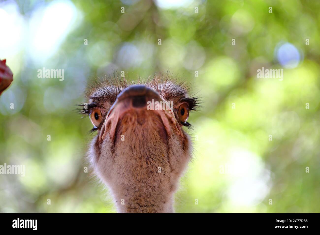 Portrait of an ostrich in a farm, Ostrich face close up Stock Photo - Alamy
