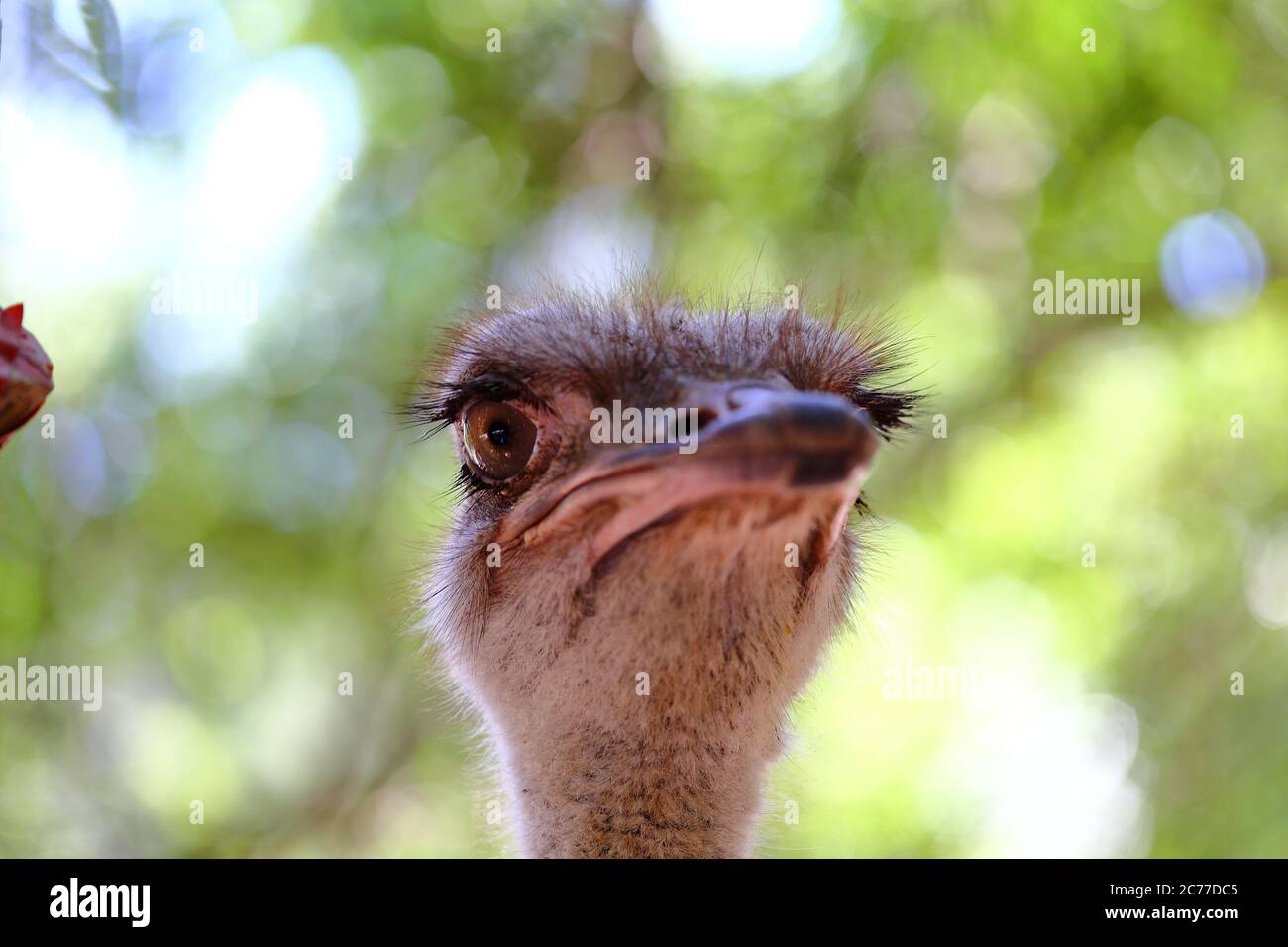 Portrait of an ostrich in a farm, Ostrich face close up Stock Photo - Alamy