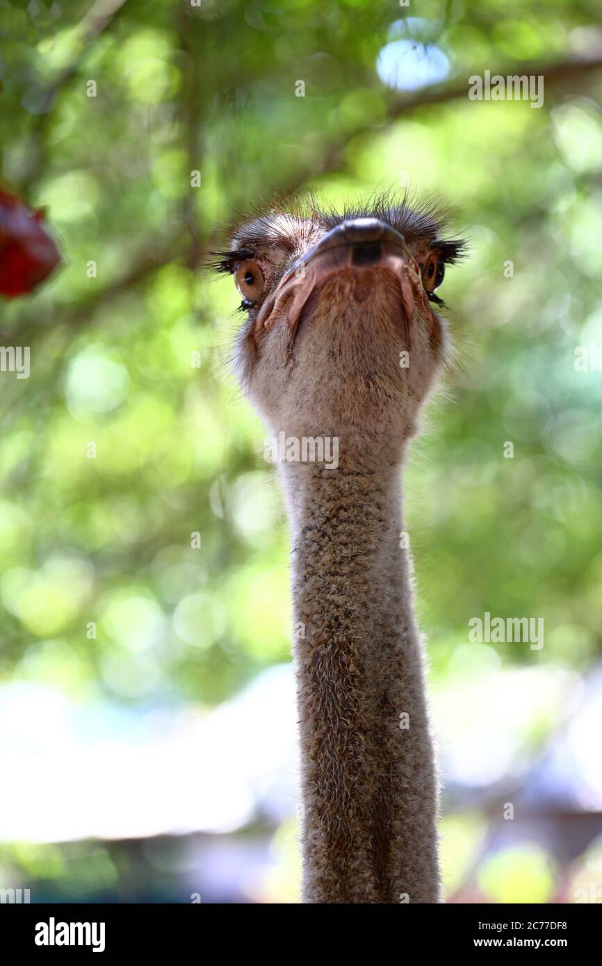 Ostrich with a grin hi-res stock photography and images - Alamy
