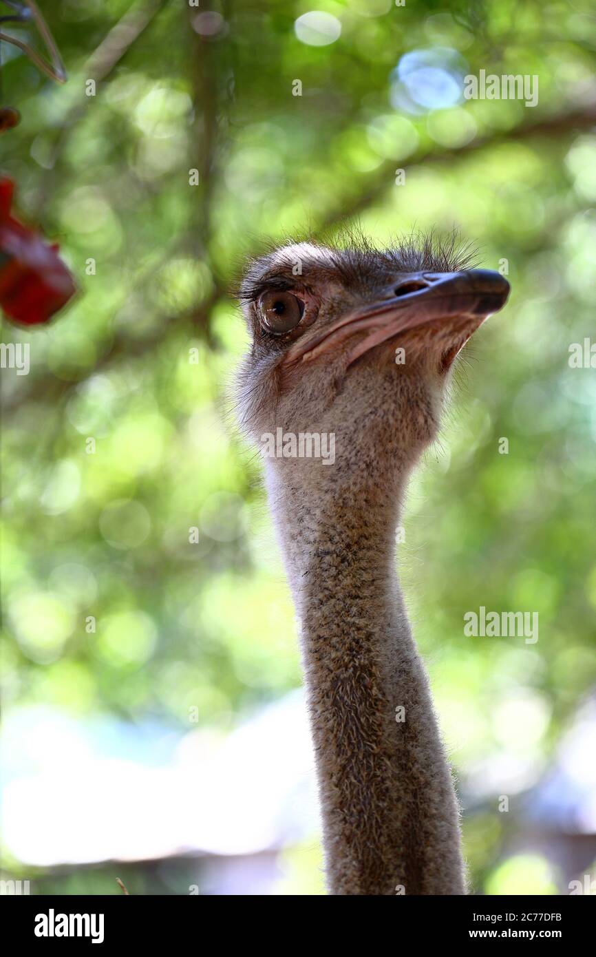 Ostrich with a grin hi-res stock photography and images - Alamy