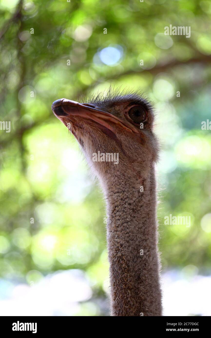 Ostrich with a grin hi-res stock photography and images - Alamy
