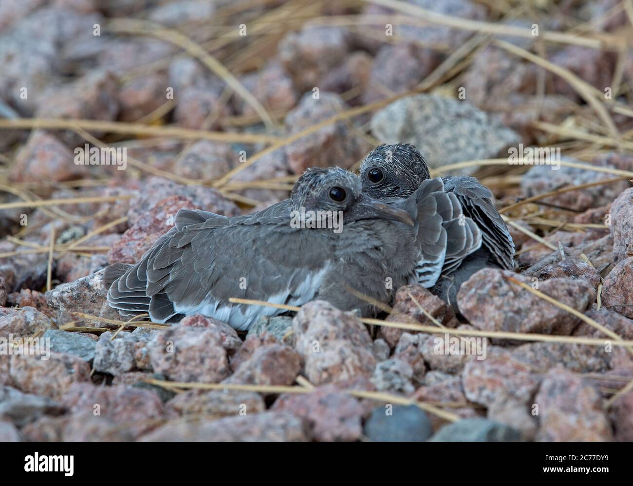 Protecting each other hi-res stock photography and images - Alamy
