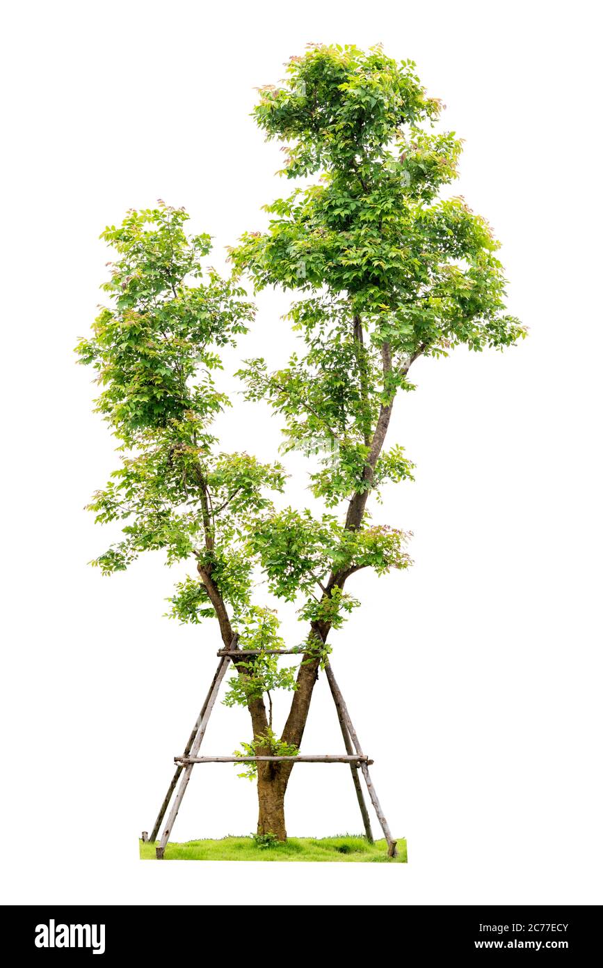 Trees isolated on white background, Clipping path Stock Photo - Alamy