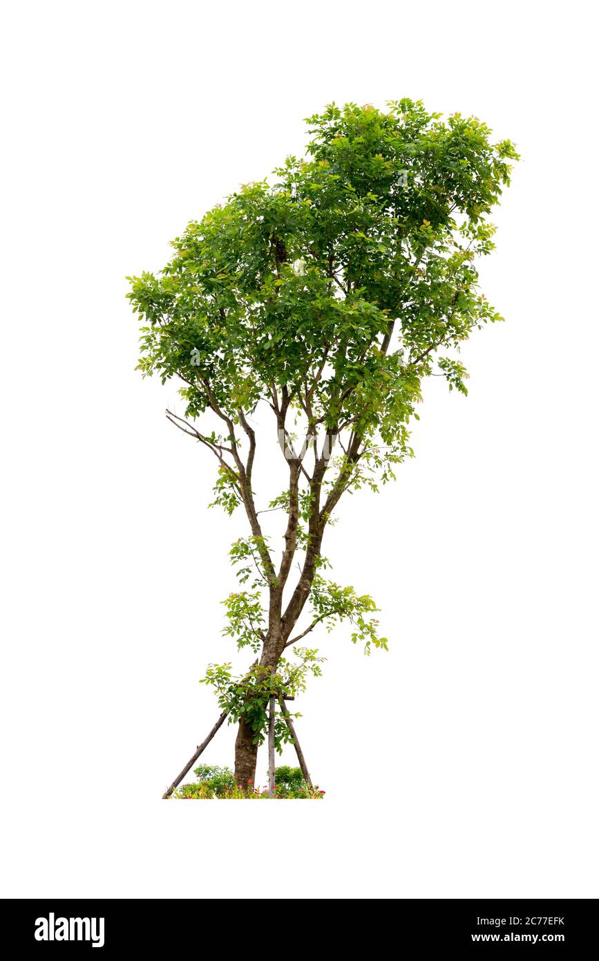 Tree with grass isolated Stock Photo - Alamy