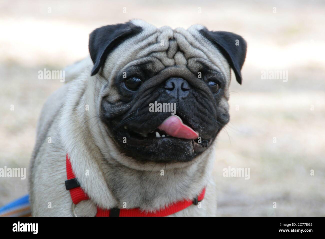 Zumo hi-res stock photography and images - Alamy