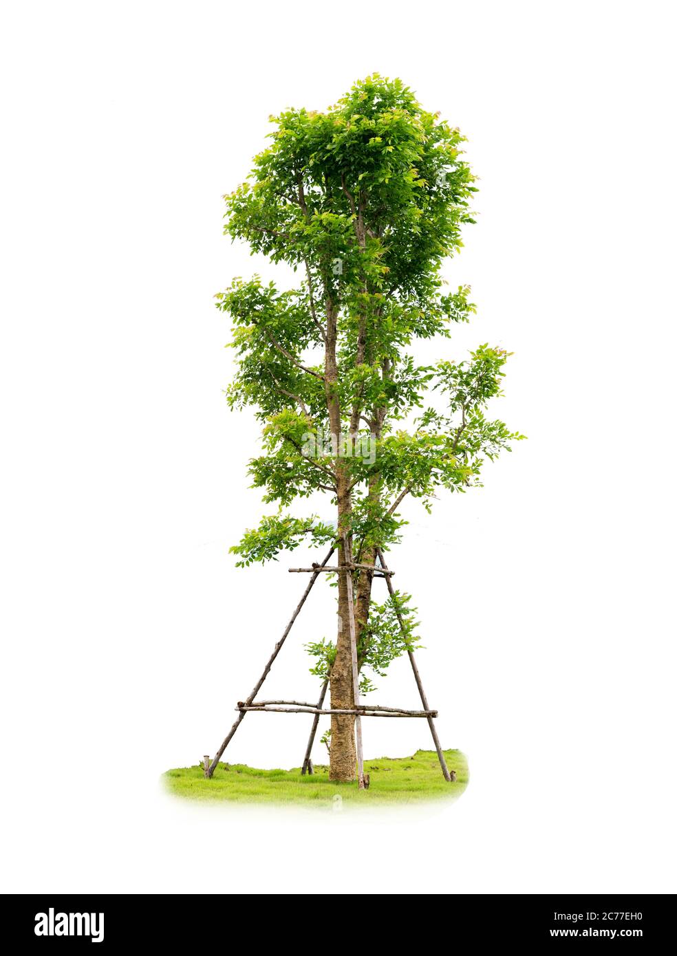 Tree with grass isolated on white background Stock Photo - Alamy