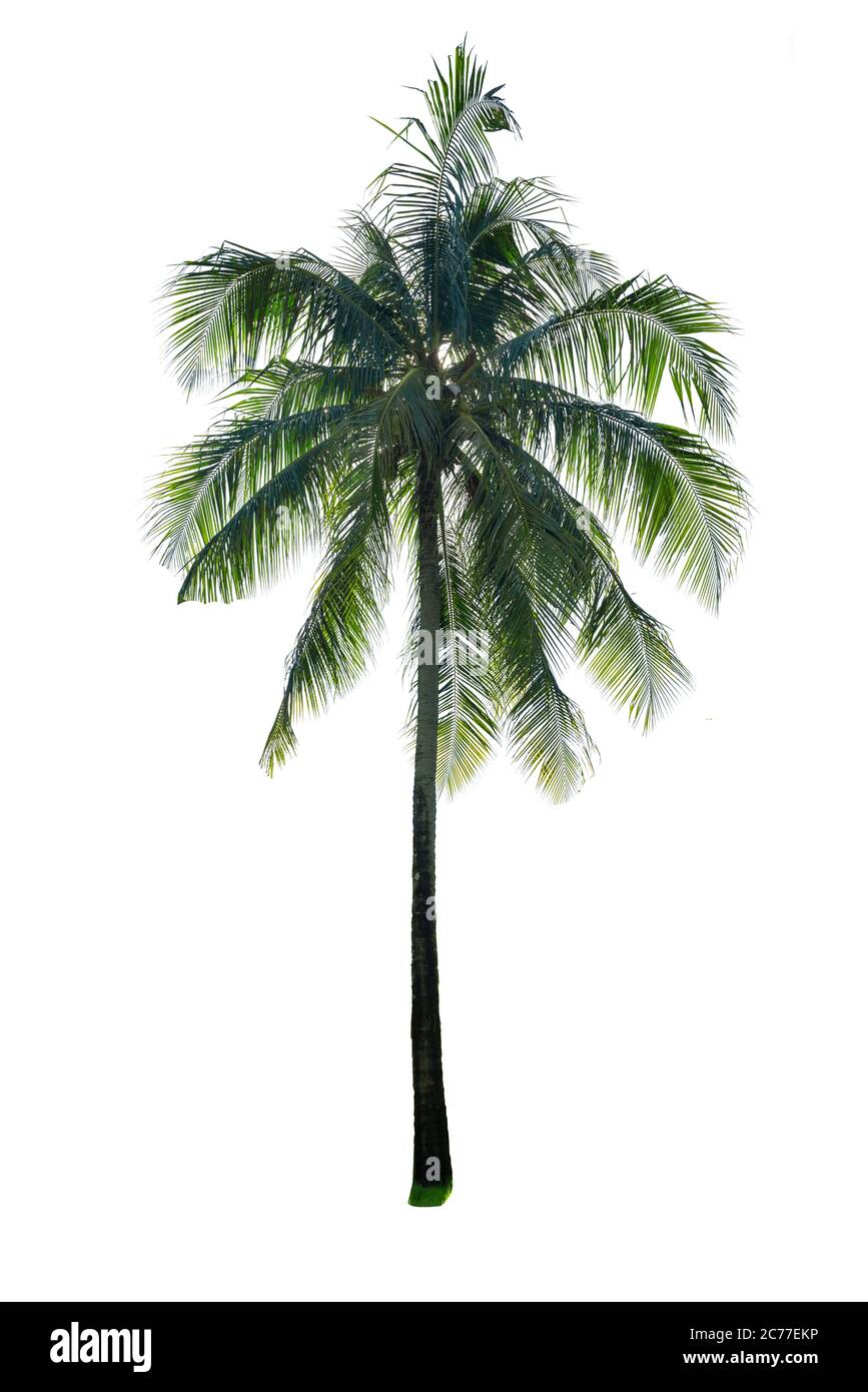Coconut tree isolated Stock Photo - Alamy