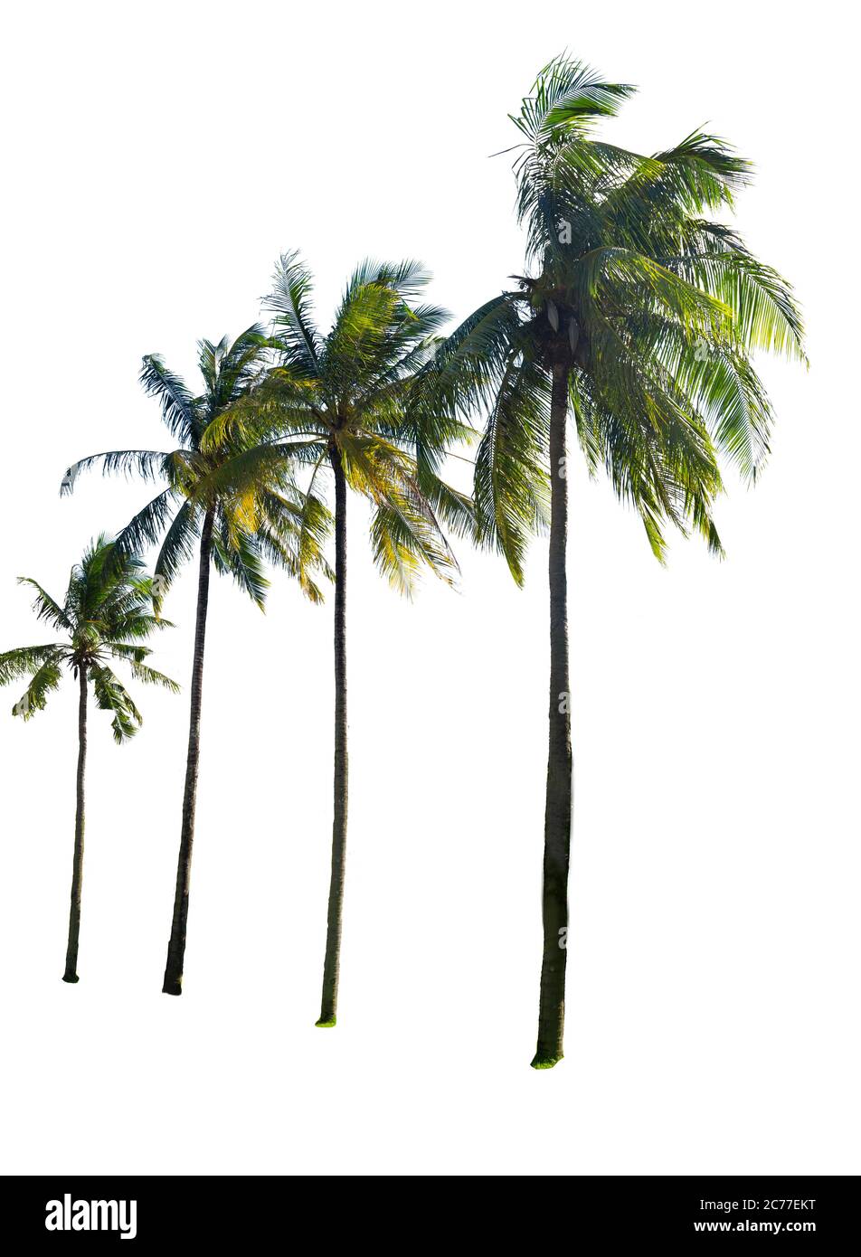 Coconut tree standing Cut Out Stock Images & Pictures - Alamy