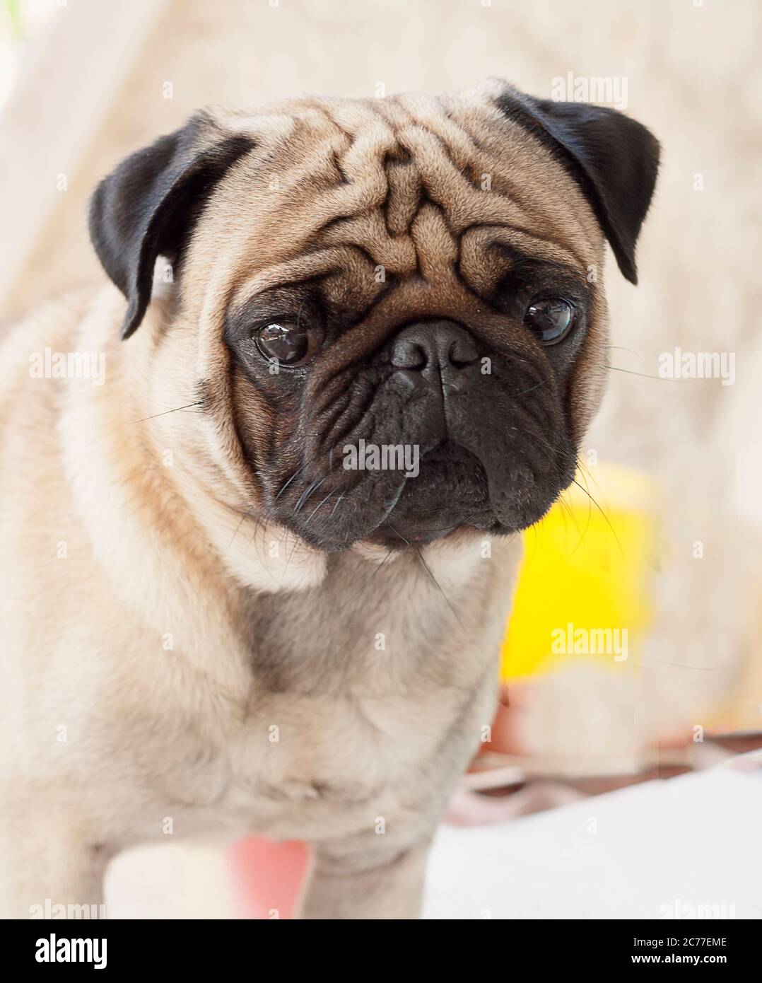My lovely dog pug name Zumo Stock Photo - Alamy