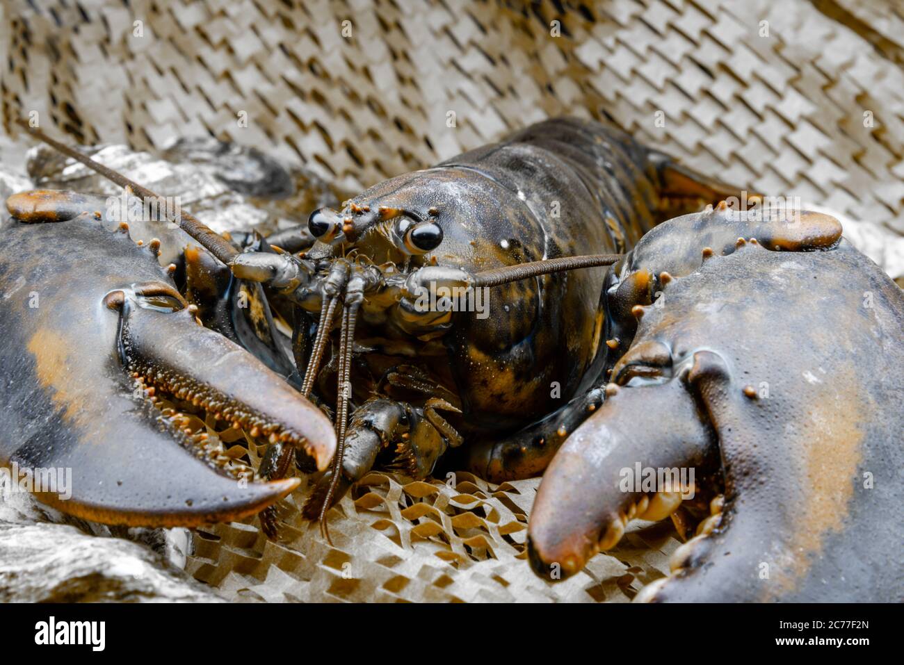 Lobster in the fishing net Stock Photo - Alamy