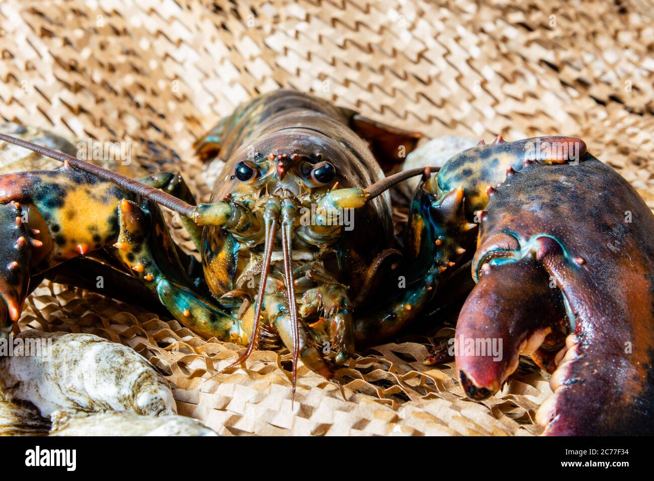 Lobster in the fishing net Stock Photo - Alamy