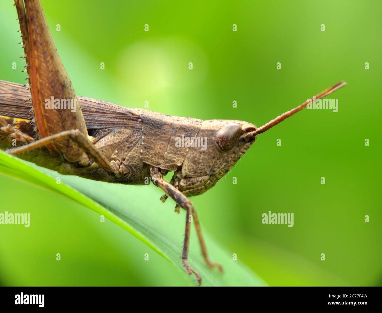 Leaping green insects hi-res stock photography and images - Alamy