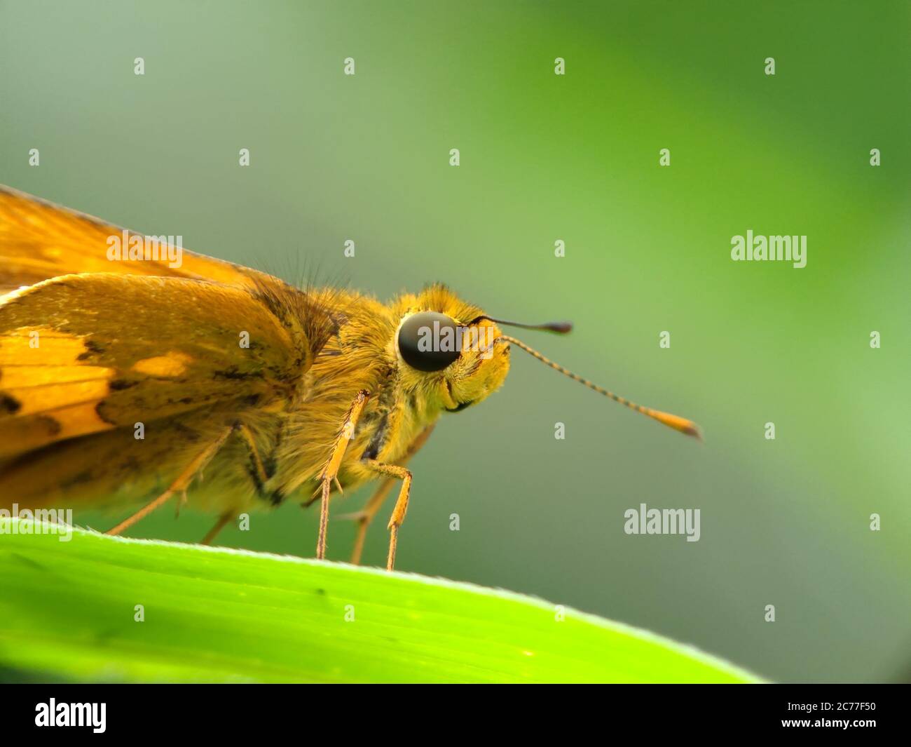 Green skipper butterfly hi-res stock photography and images - Alamy