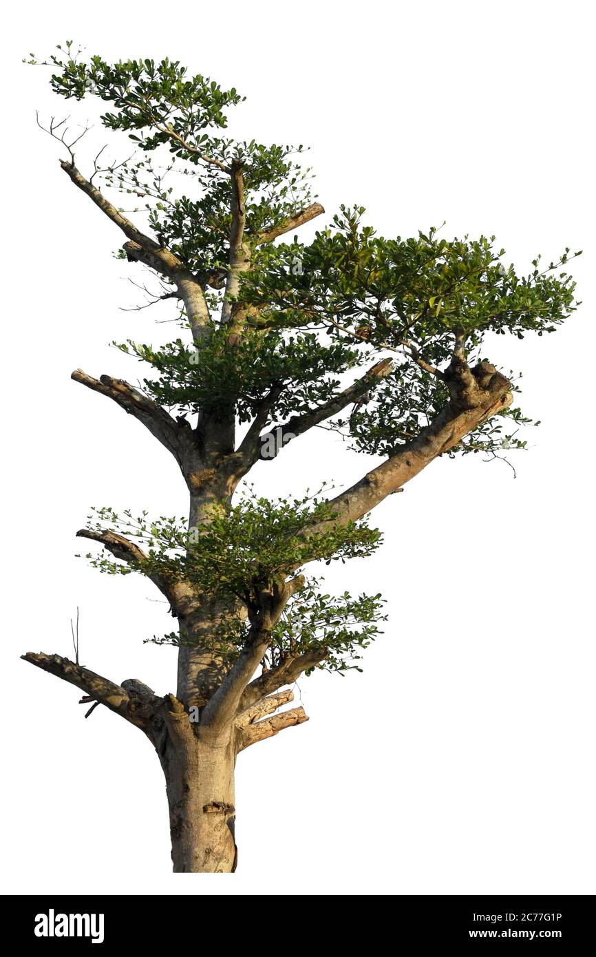 Tree isolated on white background Stock Photo - Alamy