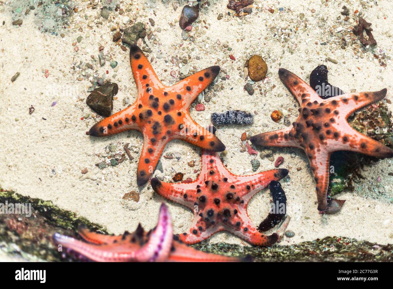 Many Starfish High Resolution Stock Photography and Images - Alamy