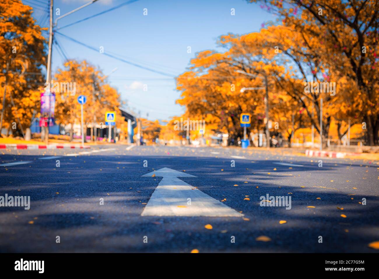 Authmn road arrow symbol on street road with copy space for text or ...