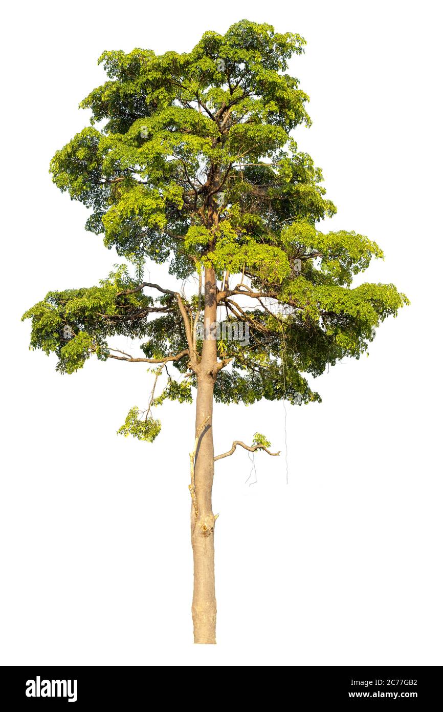 Big tree isolated on white background Stock Photo - Alamy
