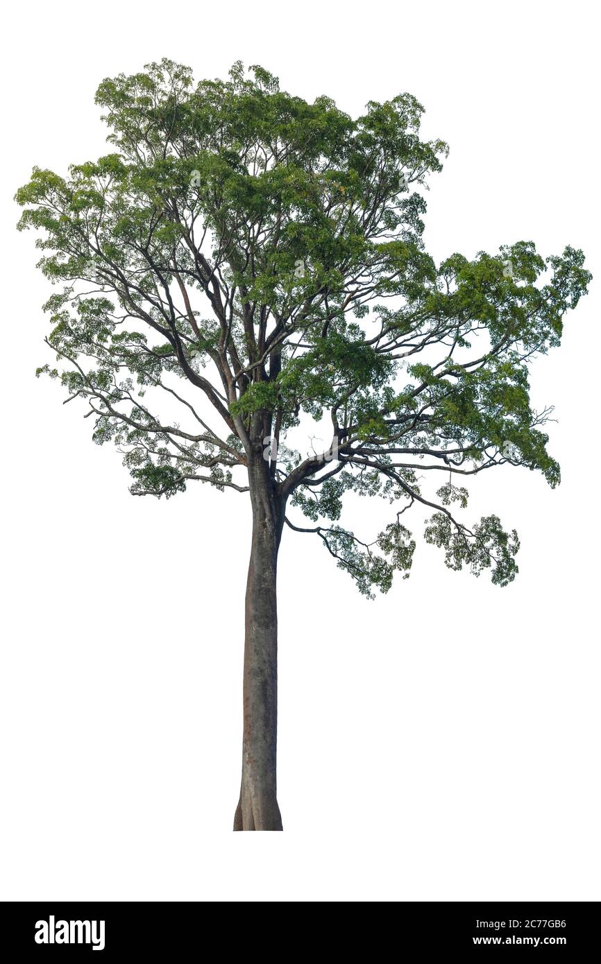 Big Tree isolated on white background Stock Photo - Alamy