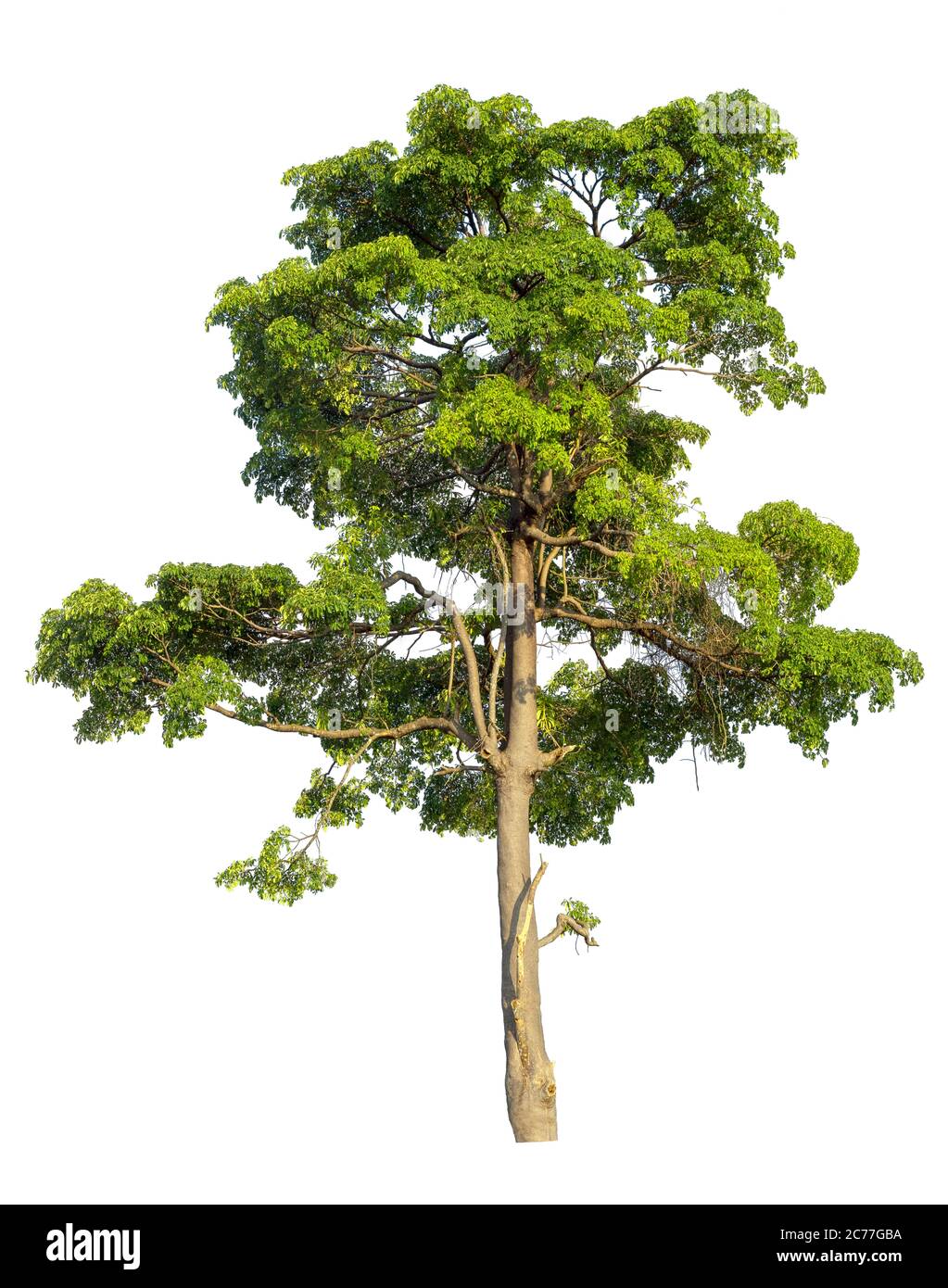 Big tree isolated on white background Stock Photo - Alamy