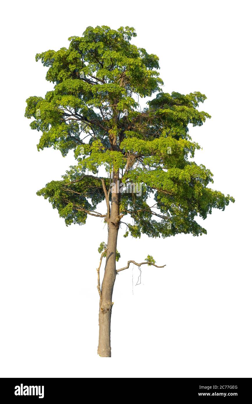 Big tree isolated on white background Stock Photo - Alamy