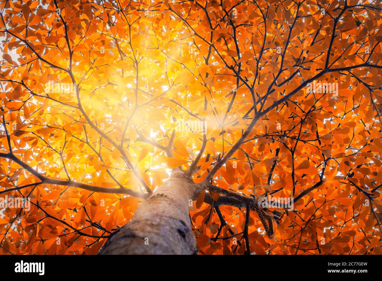 Nature concept. Top tree with Autumn Leaves shot from below and sun ...