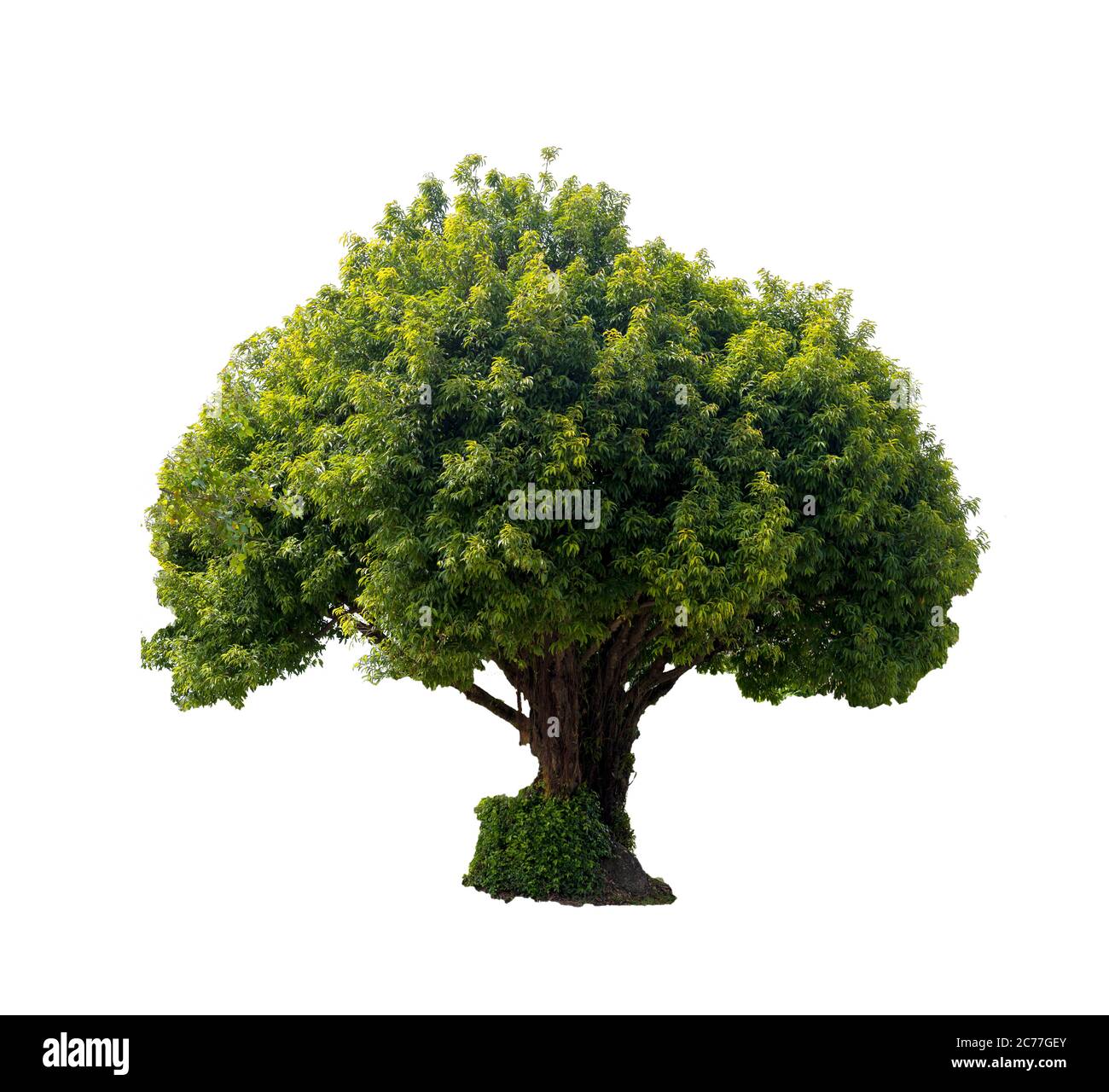 Big tree isolated on white background Stock Photo - Alamy