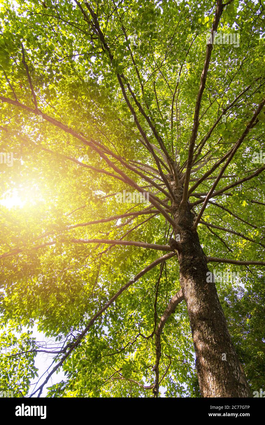 Green concept. Top tree with green Leaves shot from below and sun light ...