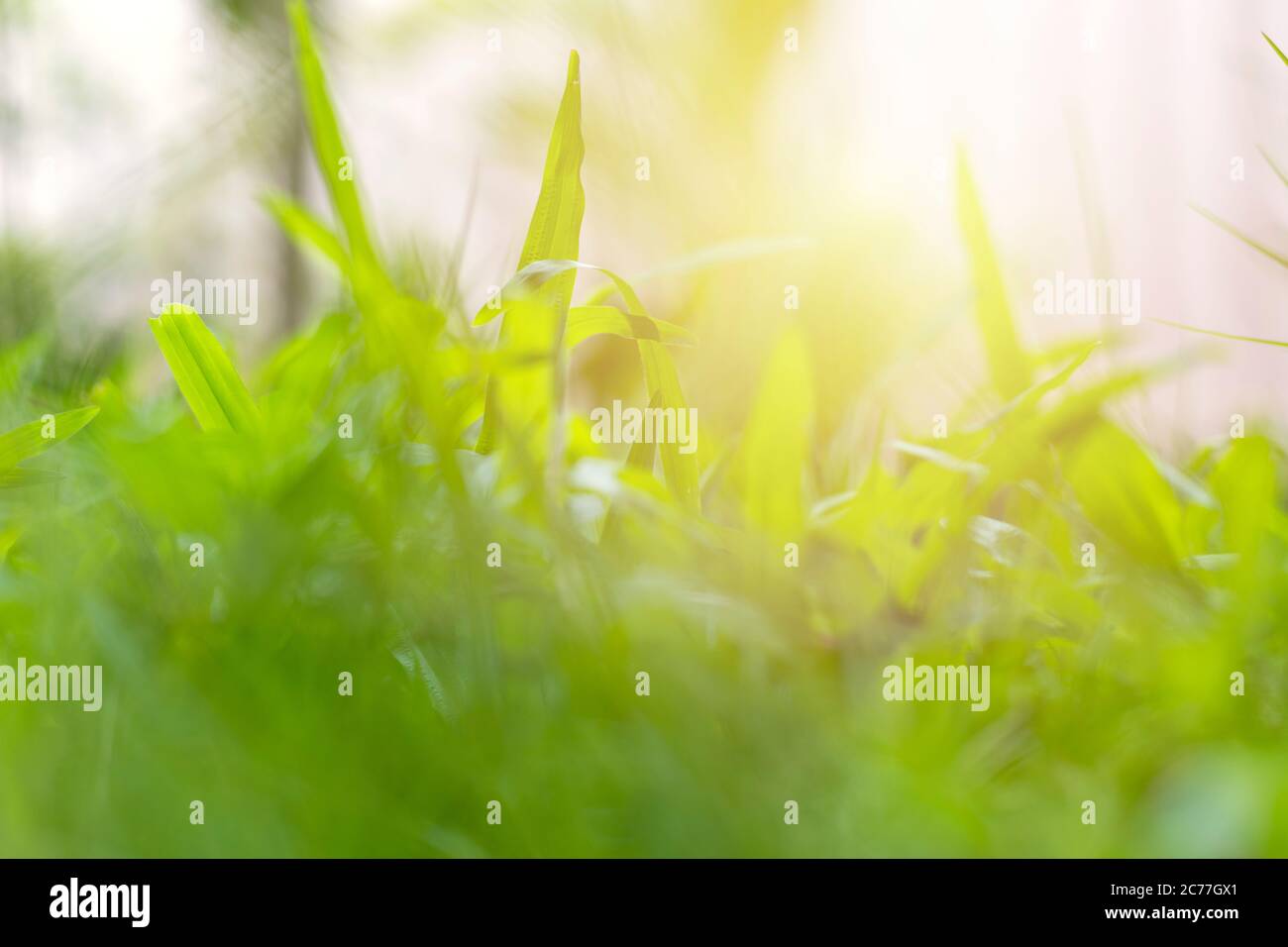 Abstract natural backgrounds. grass backgrounds. With copy space for ...