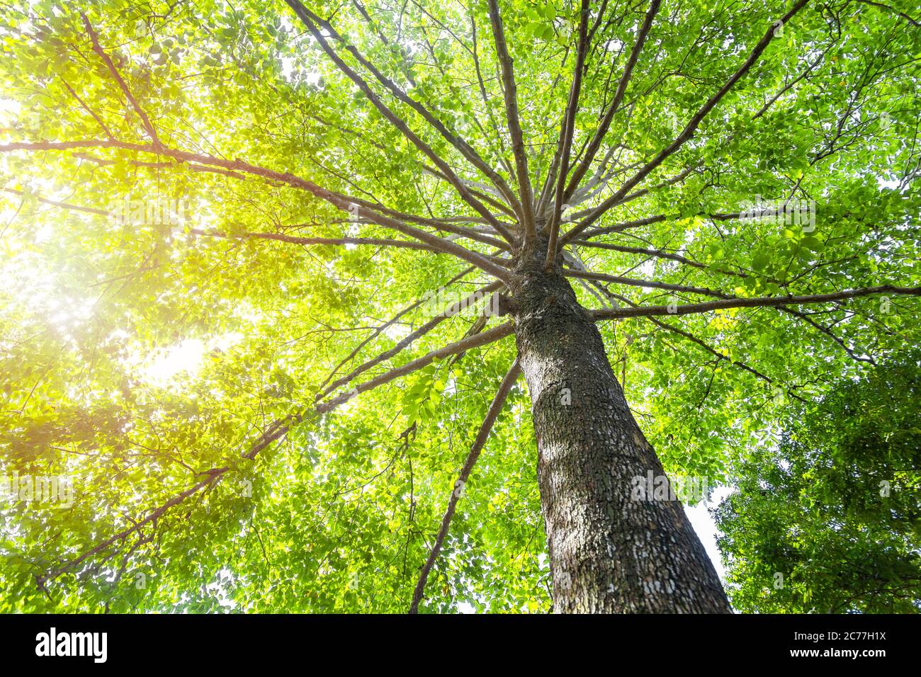 Green concept. Top tree with green Leaves shot from below and sun light ...