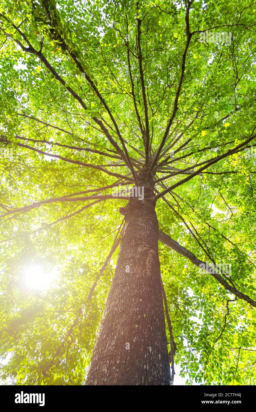 Green concept. Top tree with green Leaves shot from below and sun light ...