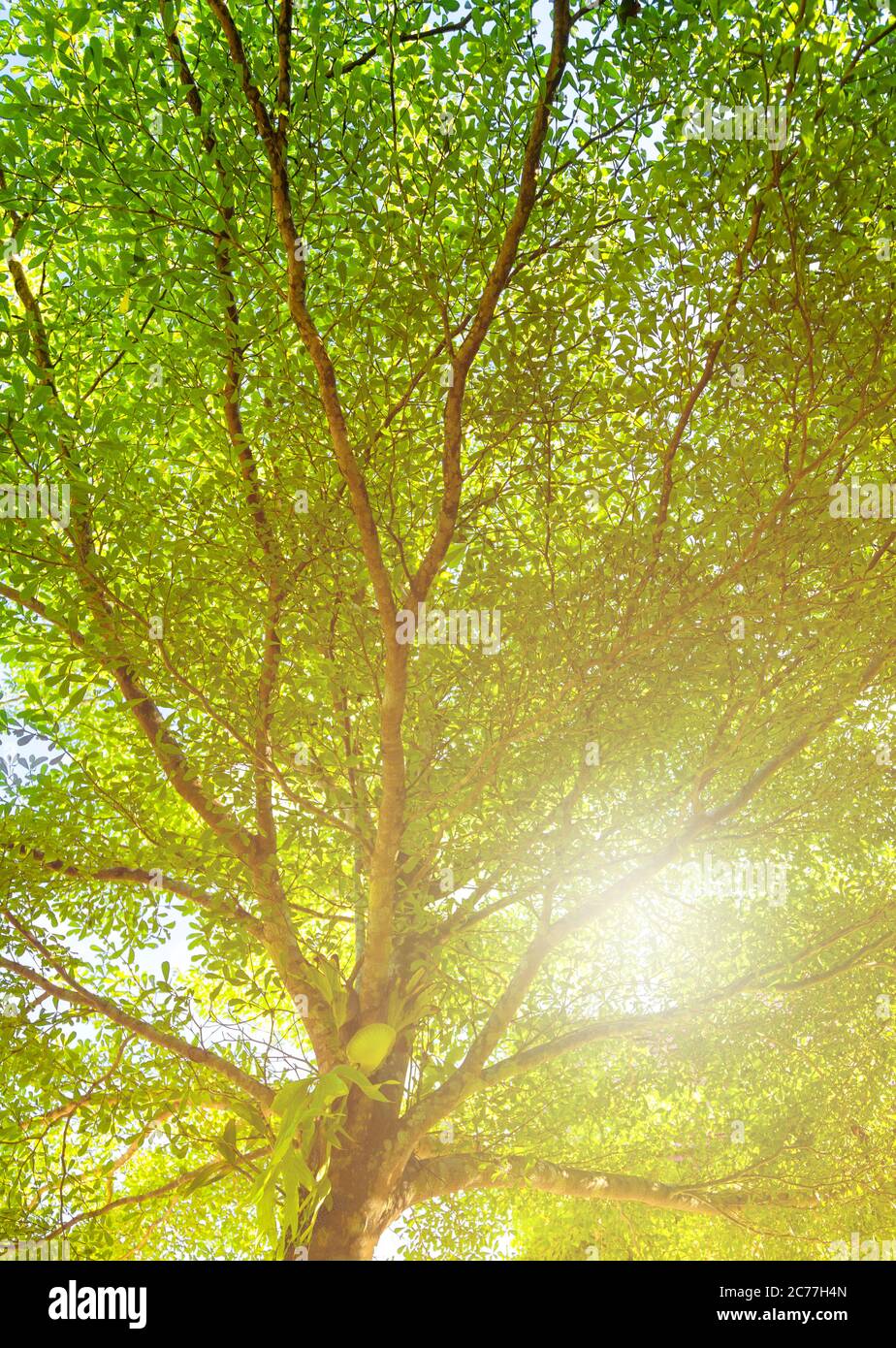 Green leaves of Terminalia ivorensis tree shot form under to top with ...