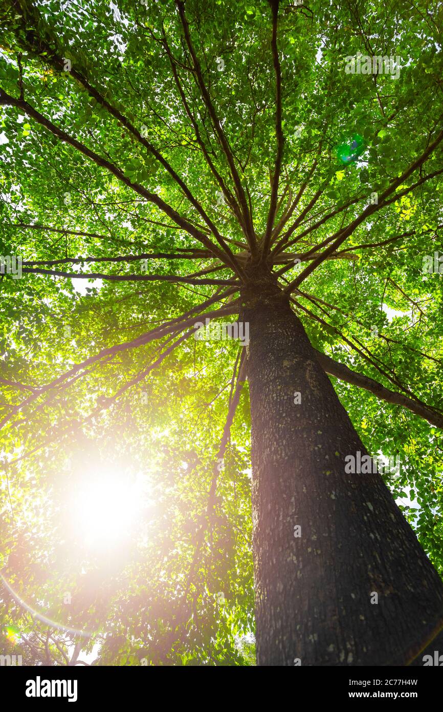 Green concept. Top tree with green Leaves shot from below and sun light ...