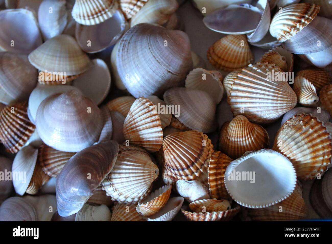 Bunch of sea shells Stock Photo - Alamy