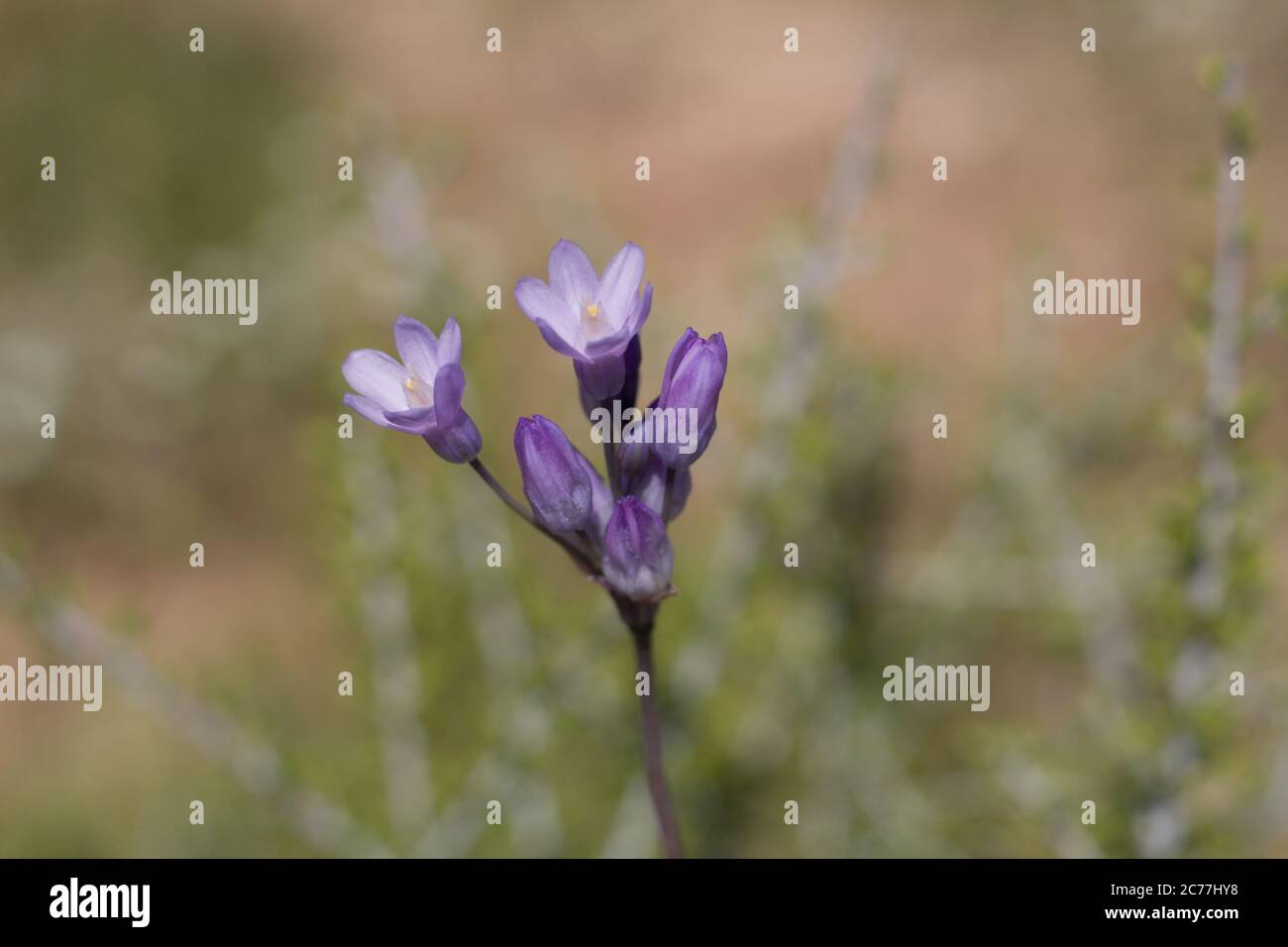 Bloom of Wild Hyacinth, Dichelostemma Capitatum, native Herbaceous ...