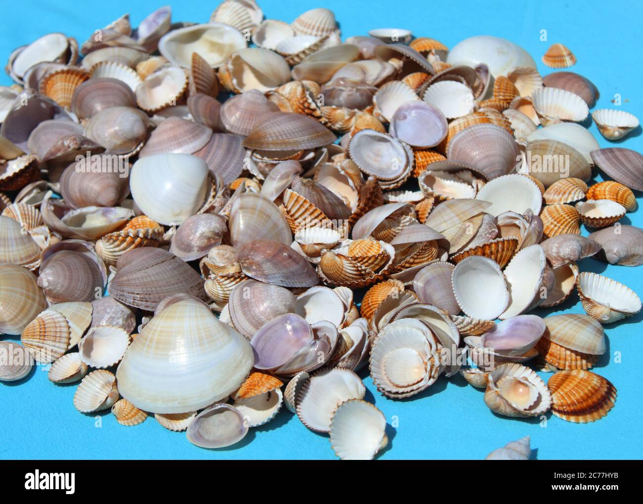Seashells bunch hi-res stock photography and images - Alamy