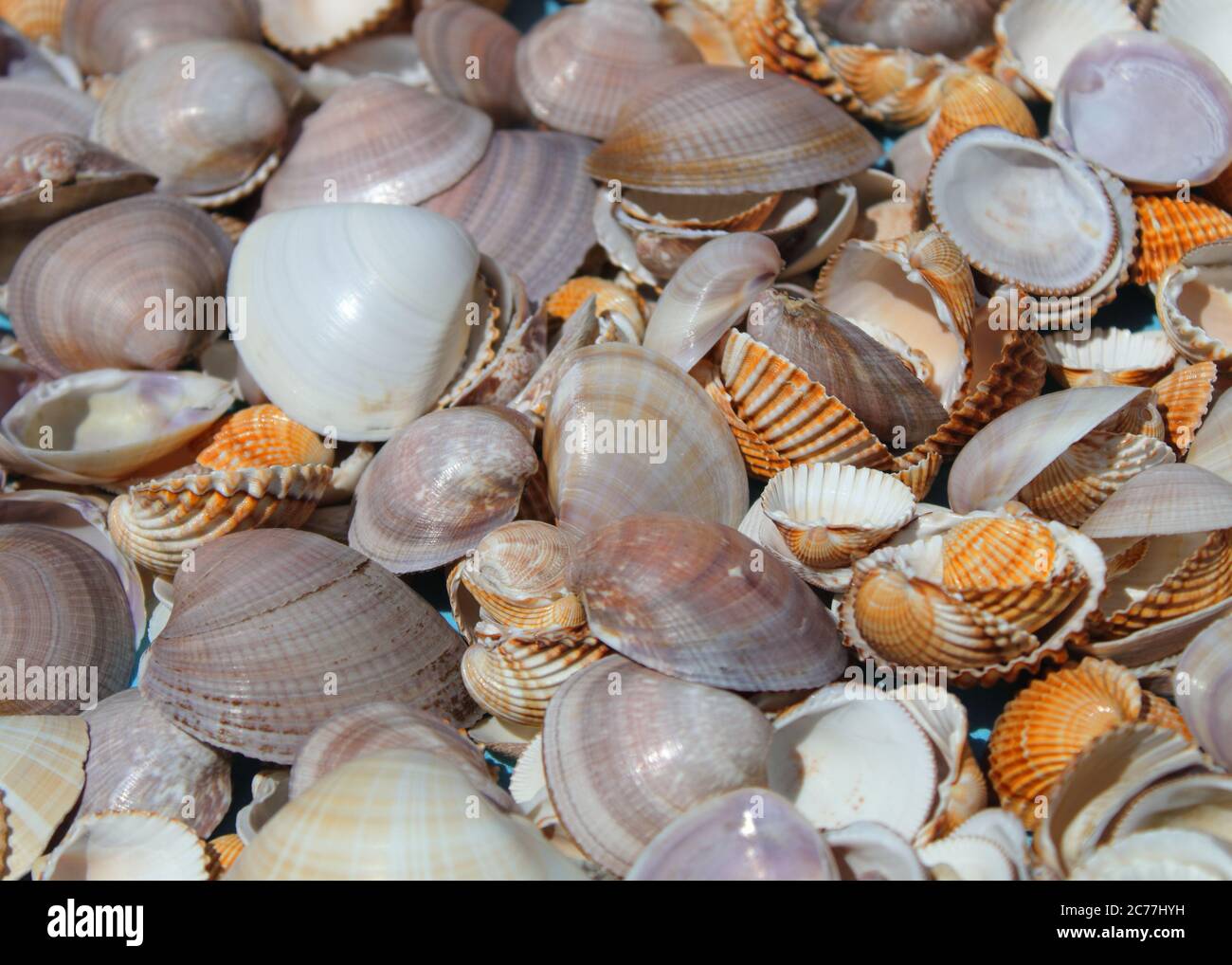 Bunch of sea shells Stock Photo - Alamy