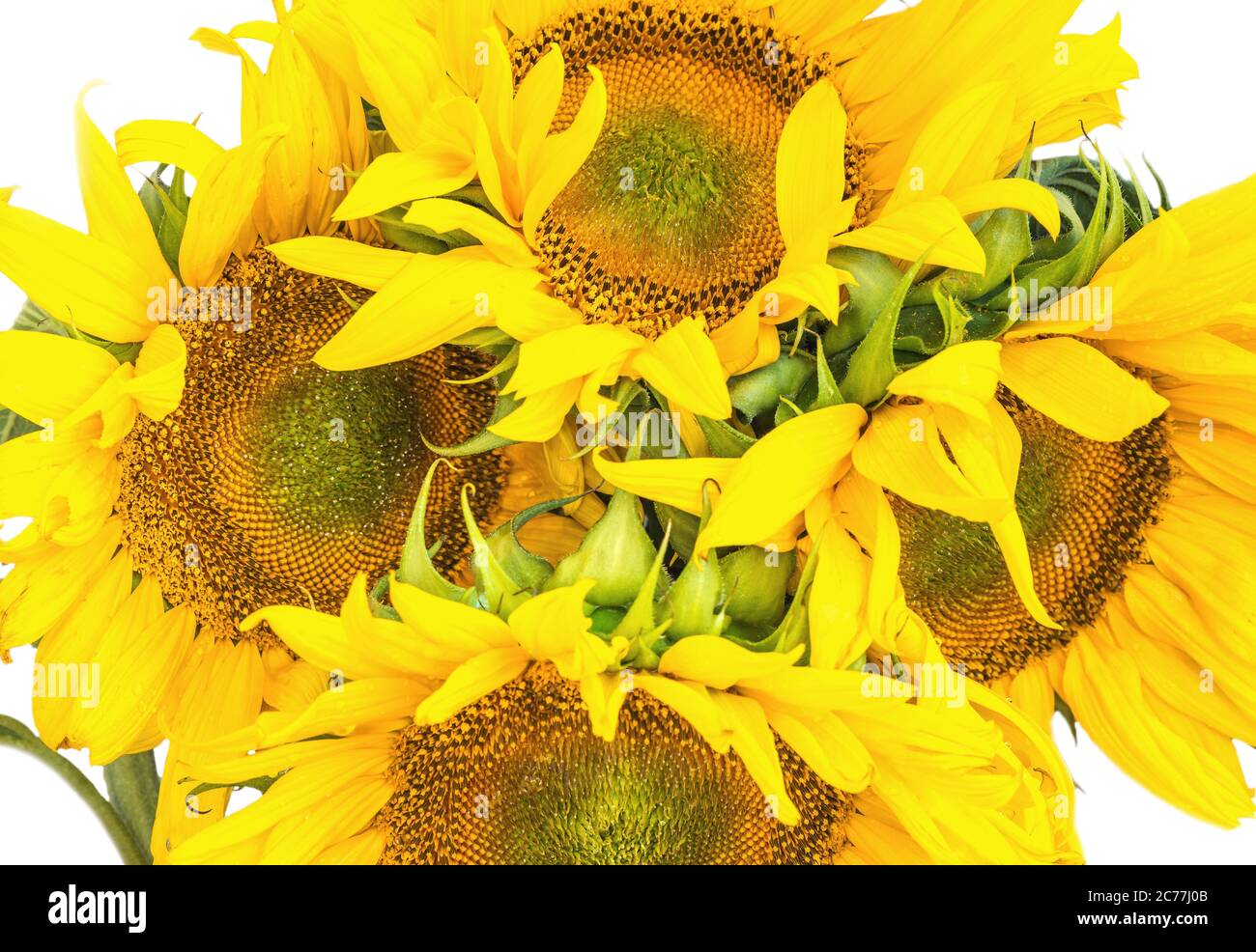 Bouquet of four sunflowers on a white background Stock Photo - Alamy