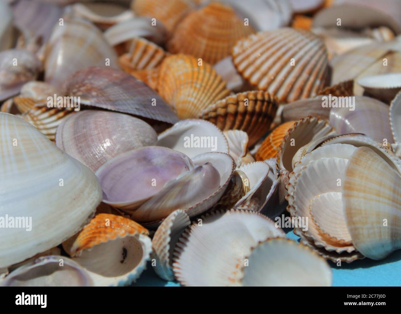 Seashells bunch hi-res stock photography and images - Alamy