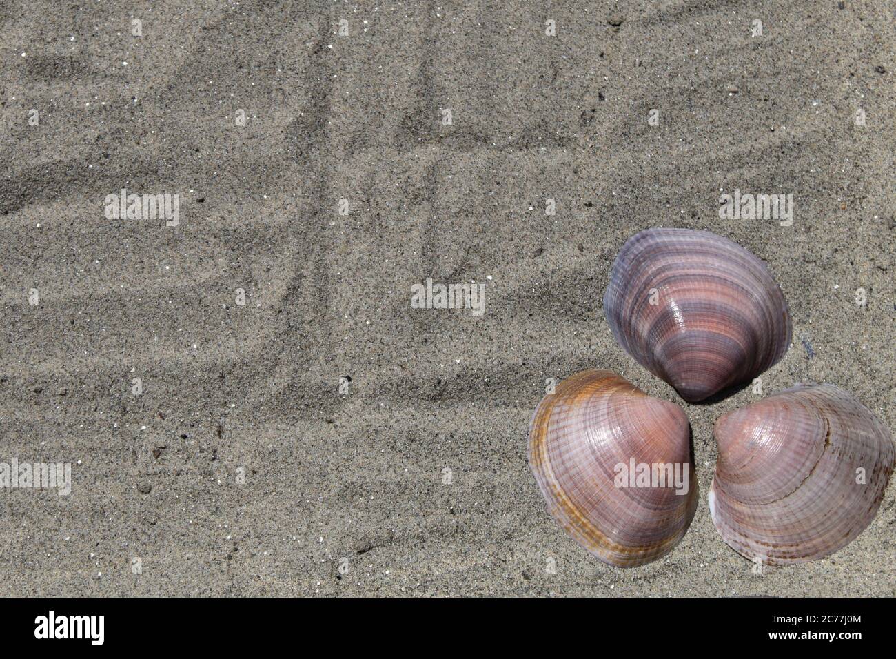 Three sea shells on a sandy beach Stock Photo - Alamy