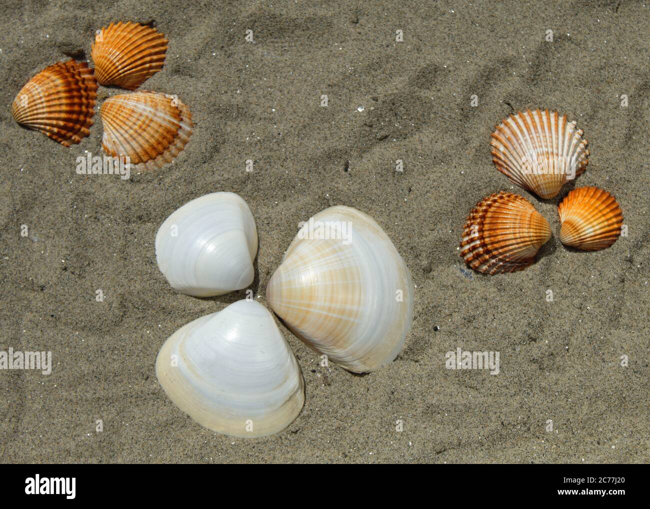 Bunch of sea shells on a sandy beach Stock Photo - Alamy