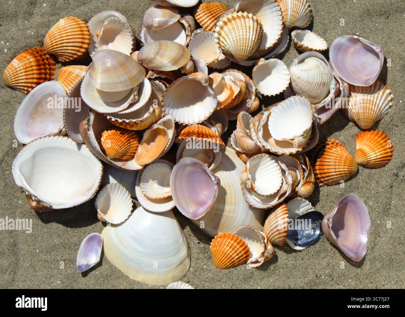 Bunch of sea shells on a sandy beach Stock Photo - Alamy