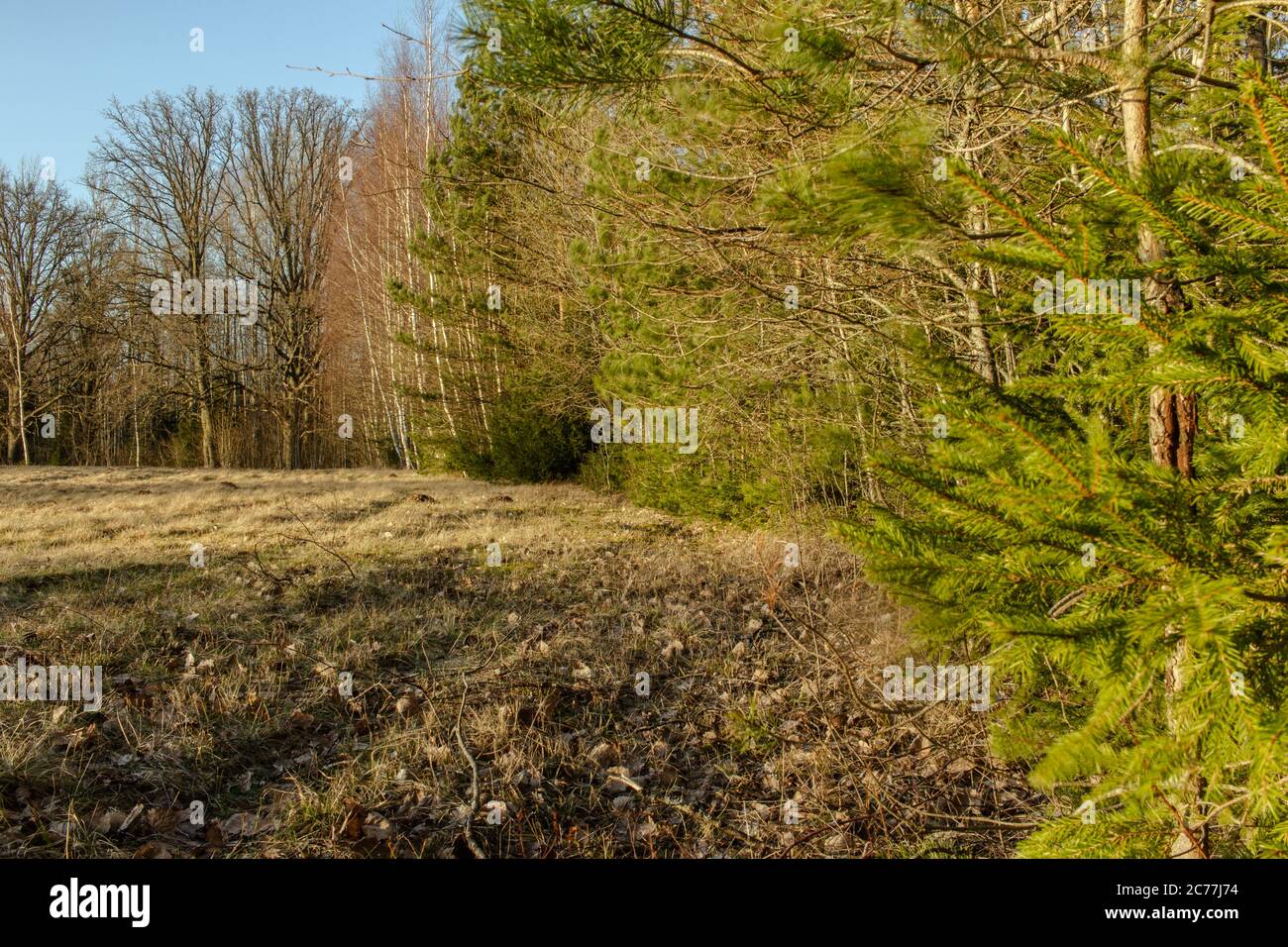 Green soft wood line forest begining Stock Photo - Alamy